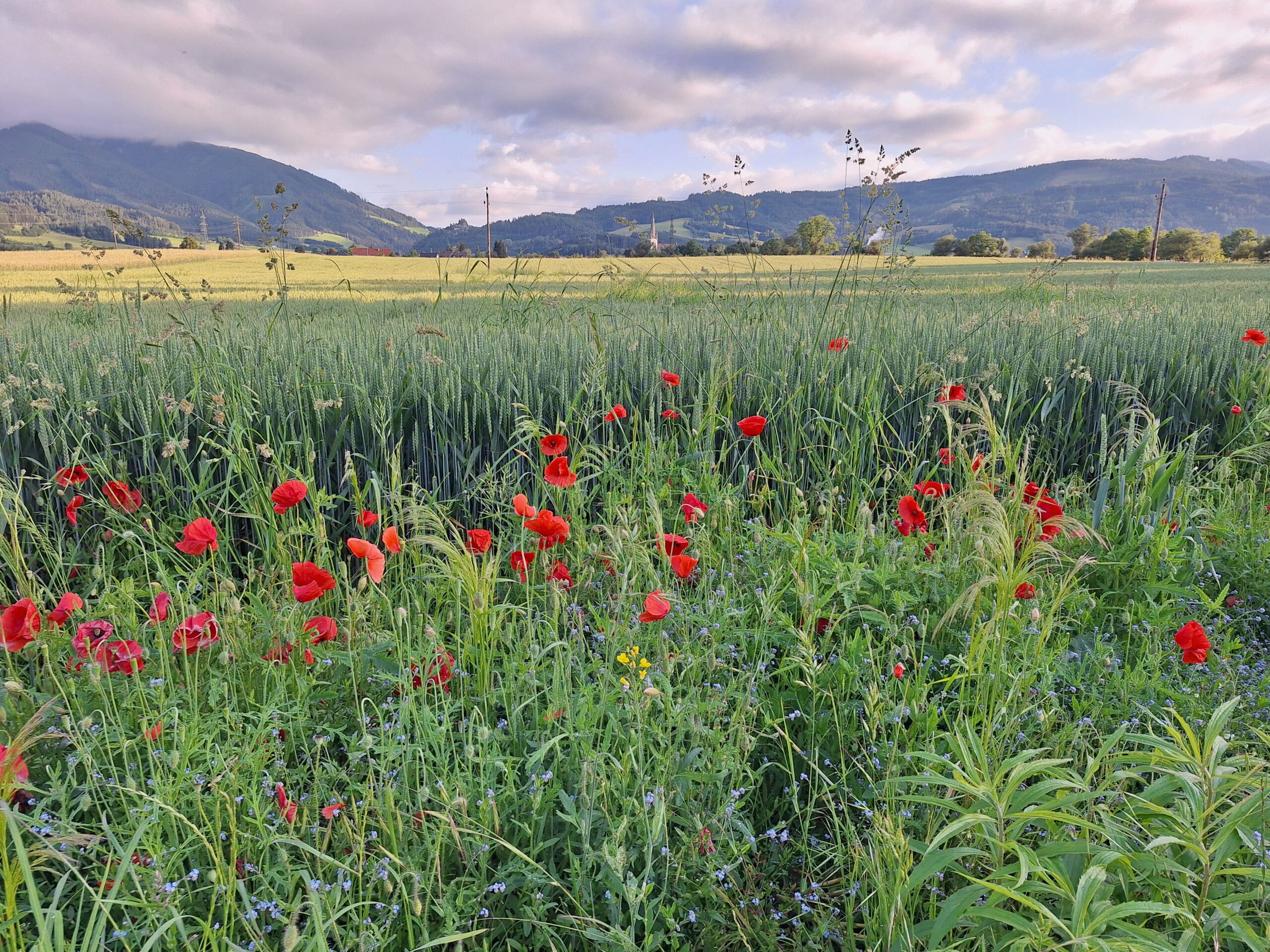 Impressum - BIOS-Biokontrollservice Österreich